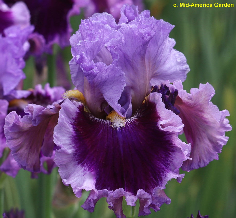 Strike A Chord – Bee Haven Iris Gardens