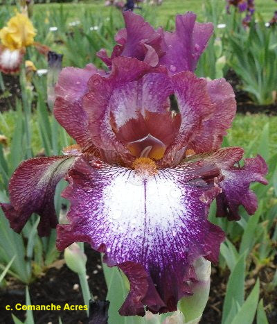 Tennison Ridge – Bee Haven Iris Gardens