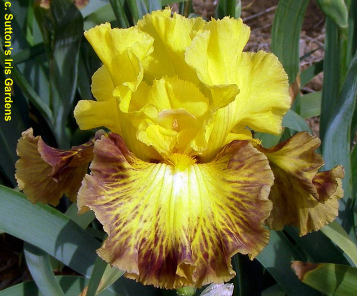 Tiger Stripe – Bee Haven Iris Gardens