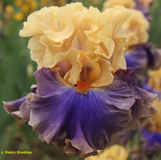 True Colors – Bee Haven Iris Gardens