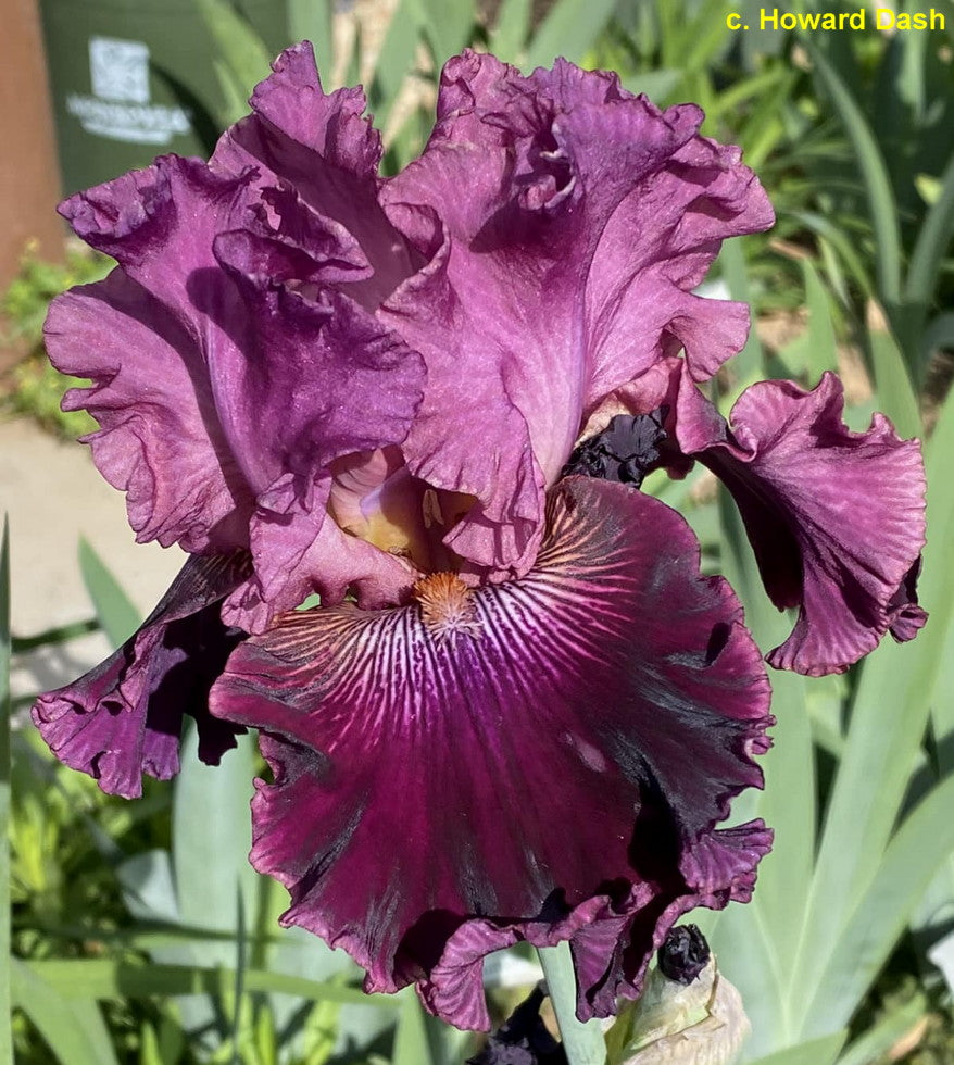 Velvet Rhapsody – Bee Haven Iris Gardens