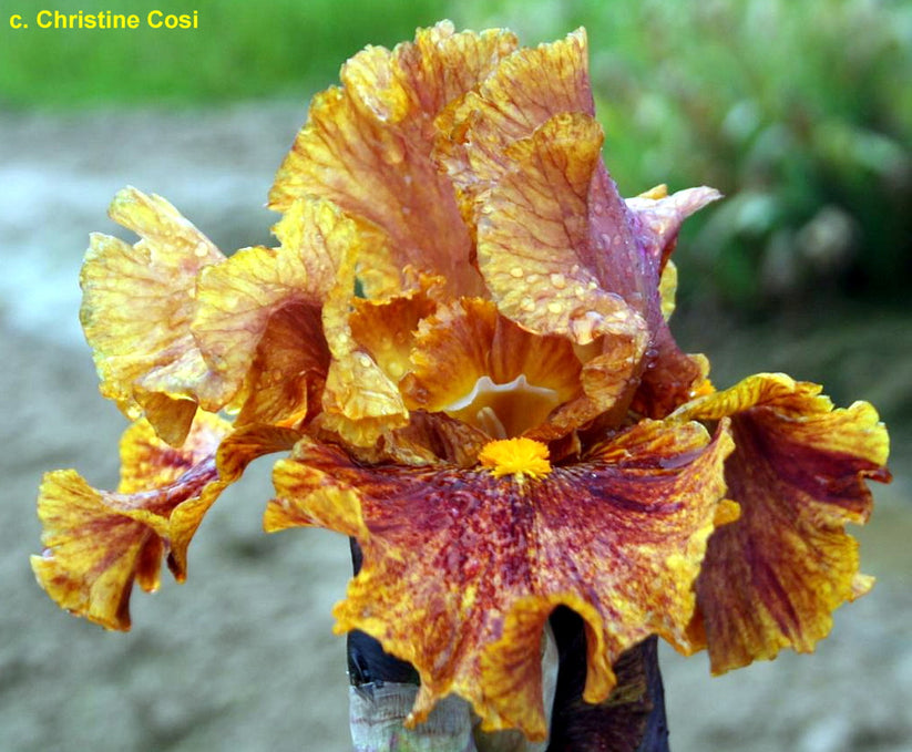 Wizard Of Odds – Bee Haven Iris Gardens