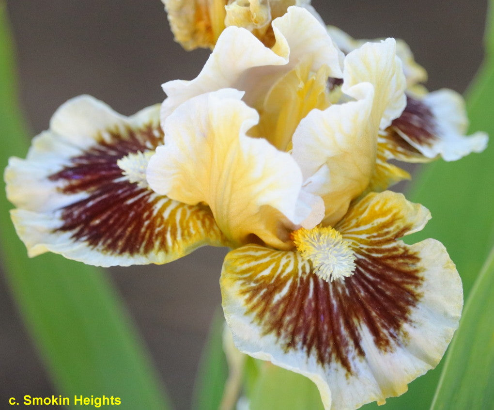 Zaa Zaa Zing – Bee Haven Iris Gardens