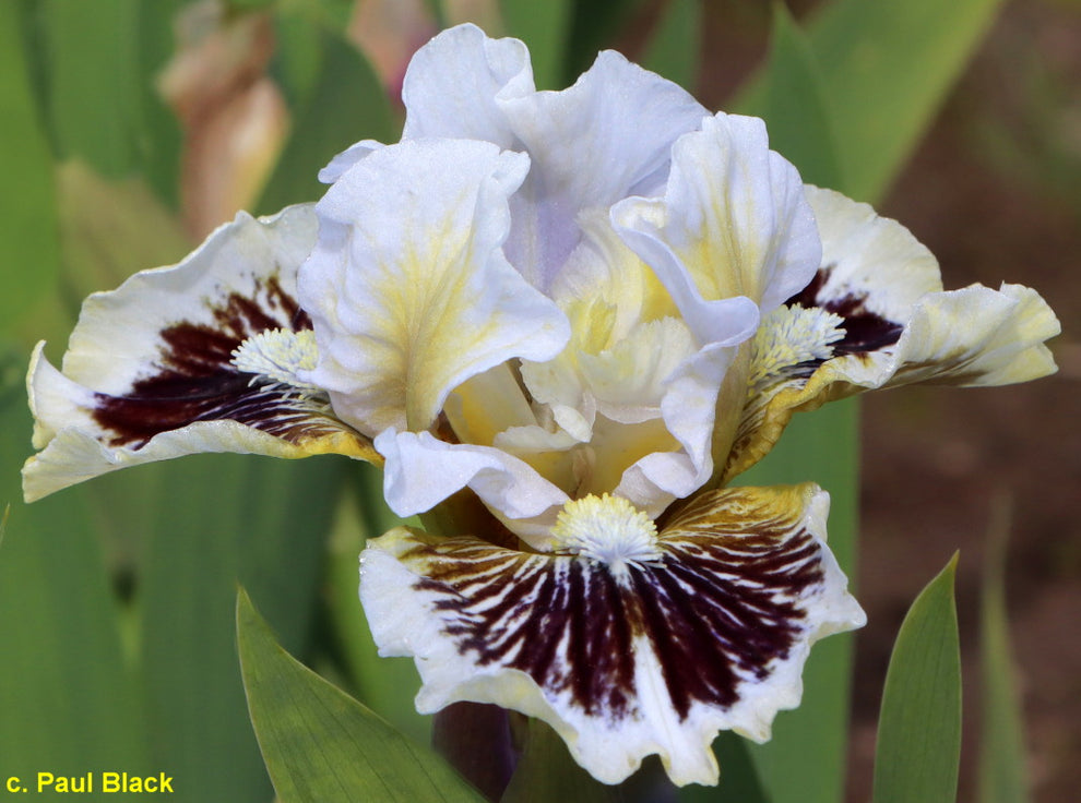 Zaa Zaa Zing – Bee Haven Iris Gardens