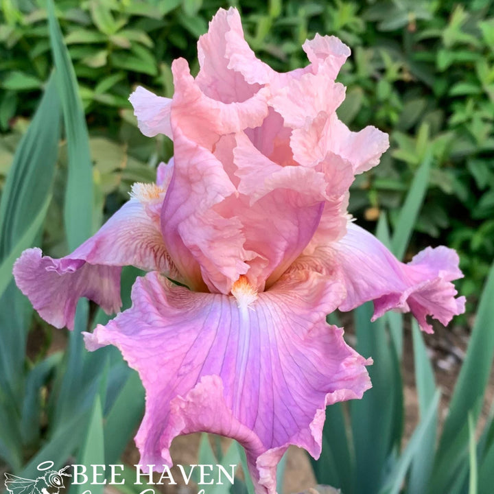 Reblooming Iris – Bee Haven Iris Gardens