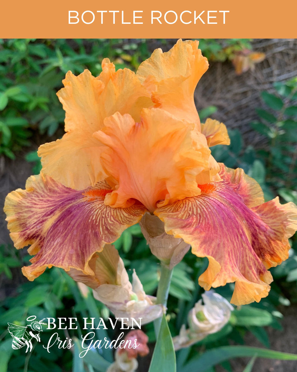 Bee Haven Iris Gardens