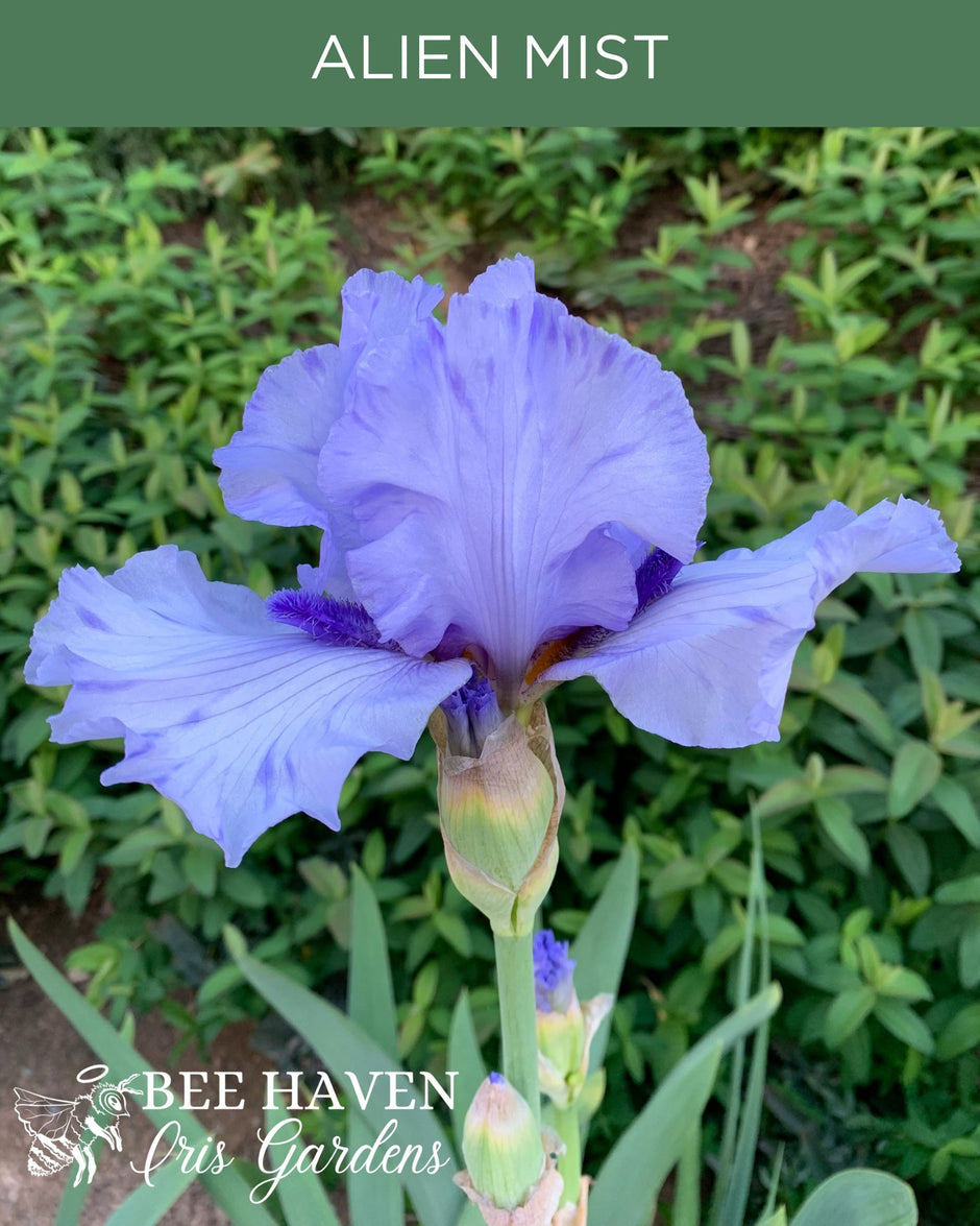 Bee Haven Iris Gardens