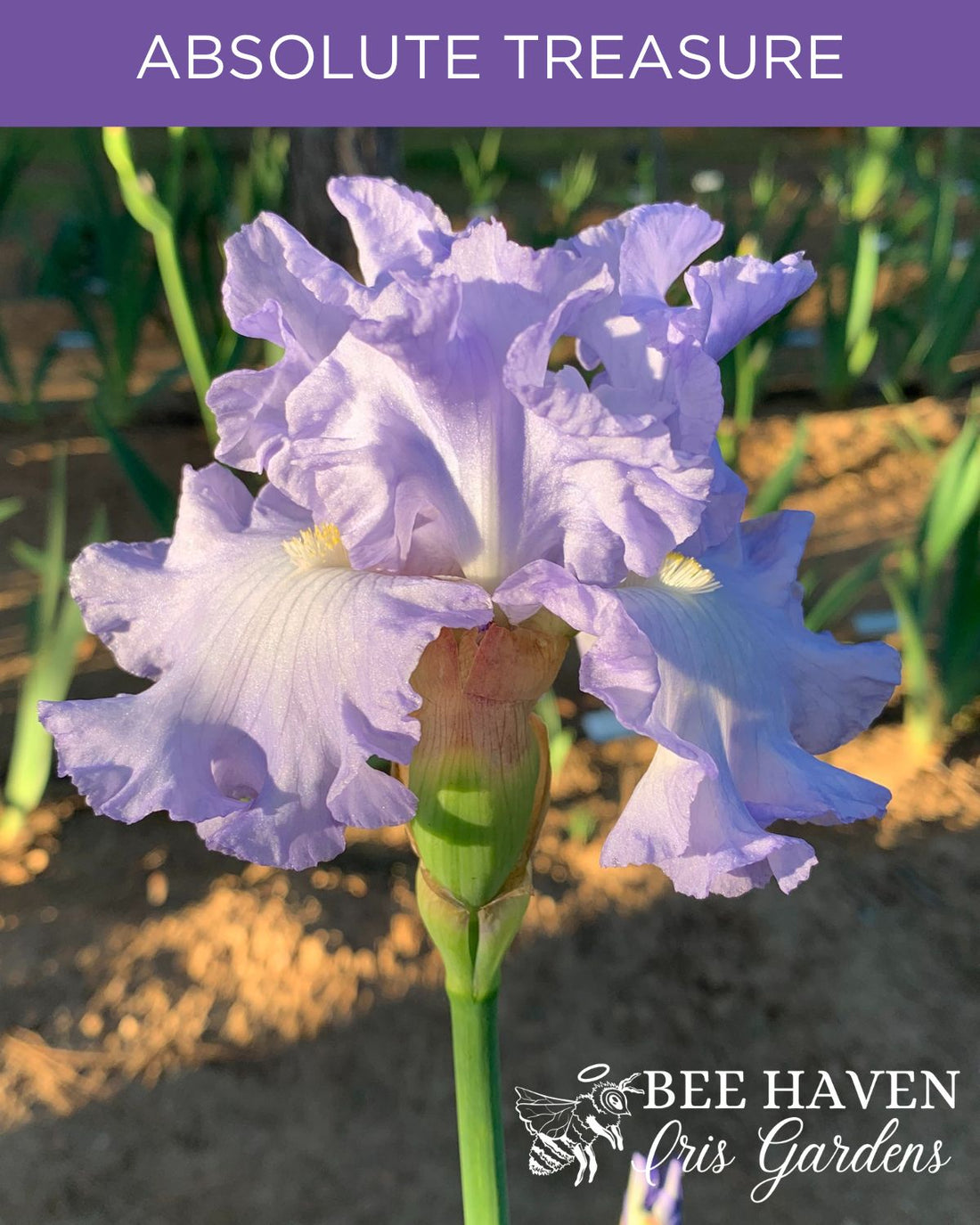 Absolute Treasure – Bee Haven Iris Gardens