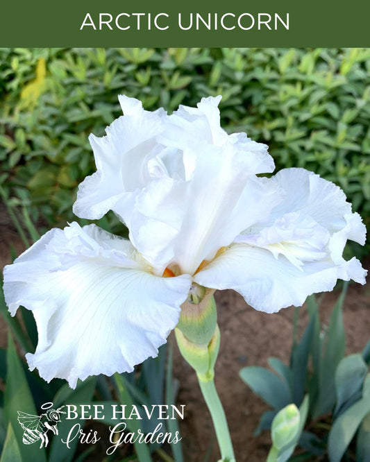 Bee Haven Iris Gardens