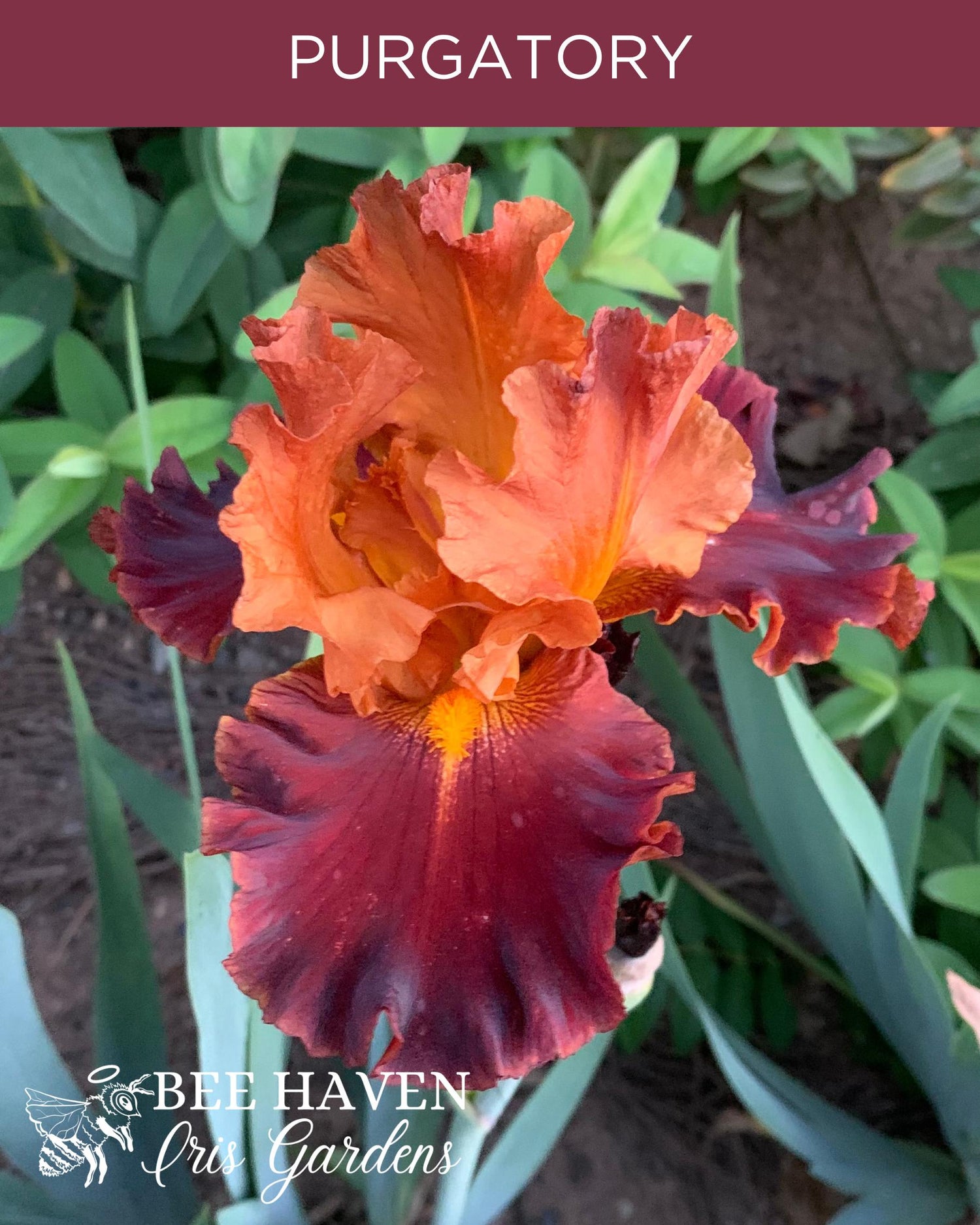 Bee Haven Iris Gardens